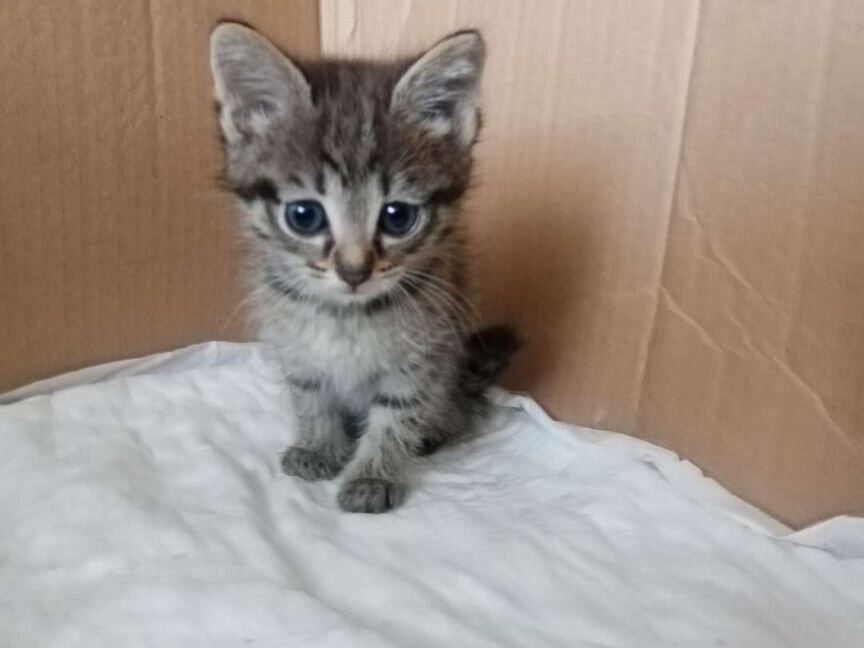 Малыш ищет тёплый, уютный дом и заботливые ручки