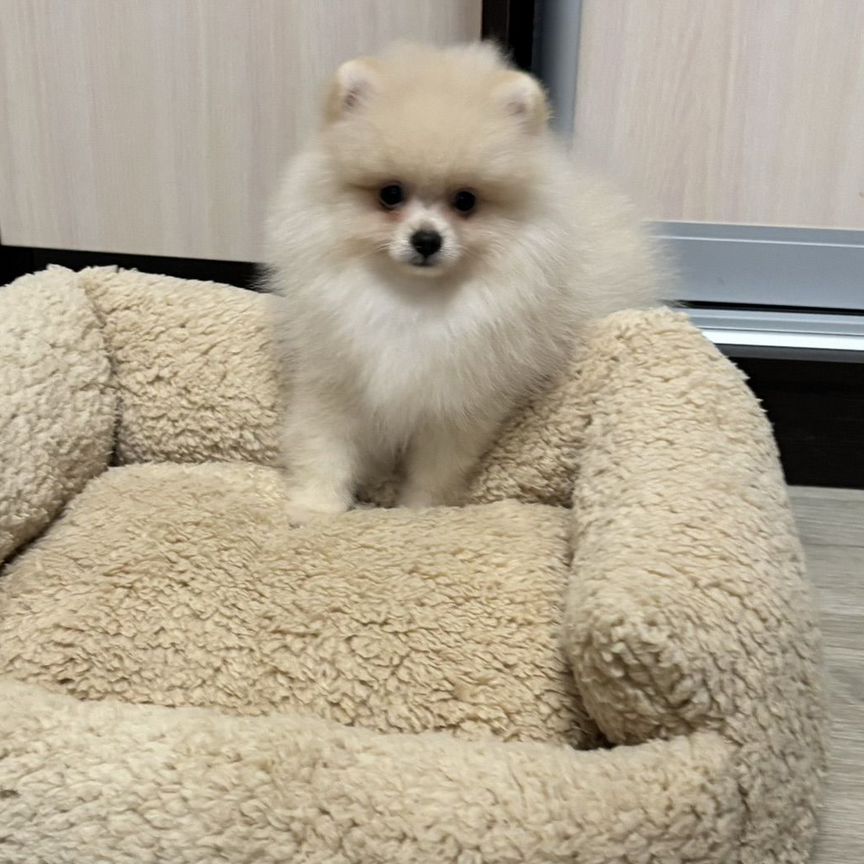 Померанский шпиц, щенок