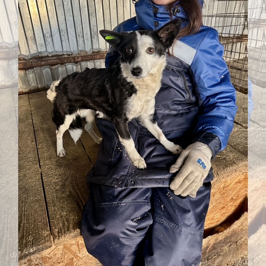 Взрослая собака в добрые руки