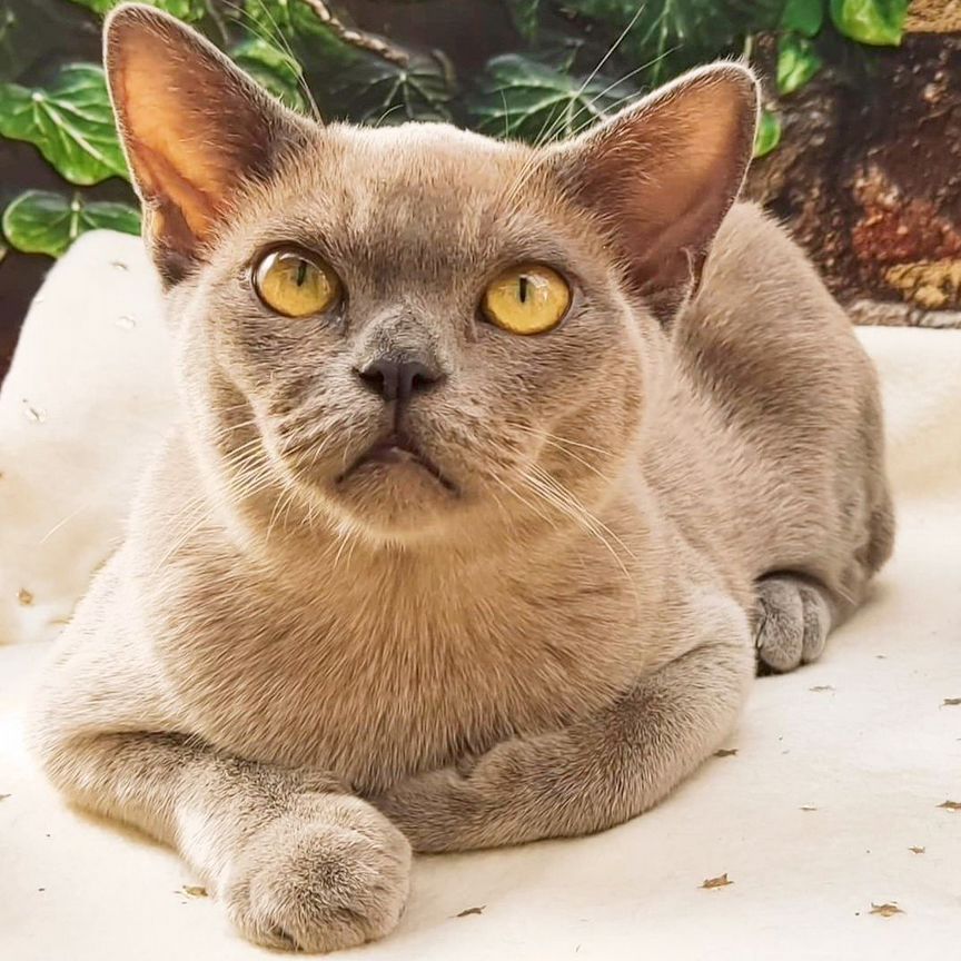 Бурманский котик