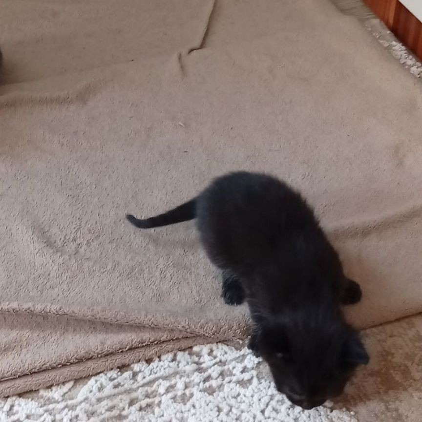 Ориентальный котёнок