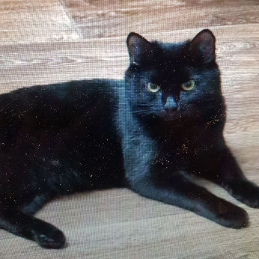 Кошки