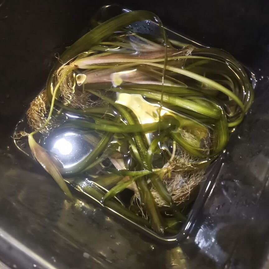 Аквариумные растения - Выллиснерия гигантская