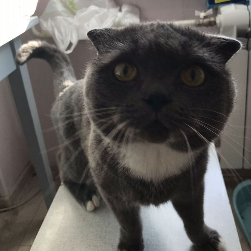 Шотландский кот