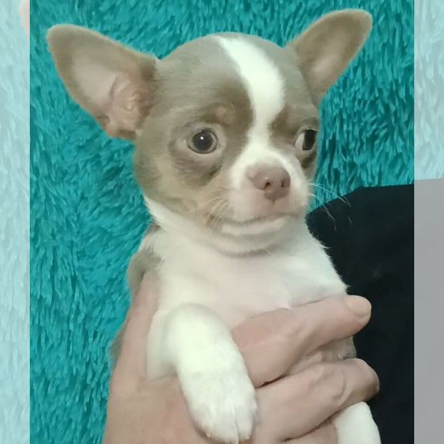 Чихуахуа, щенок