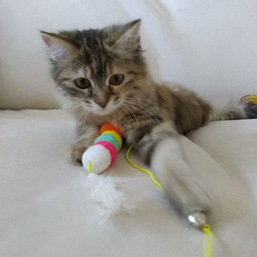 Котенок идёт дом