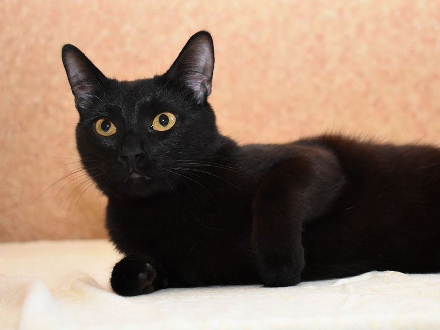 Кот Черныш в добрые руки