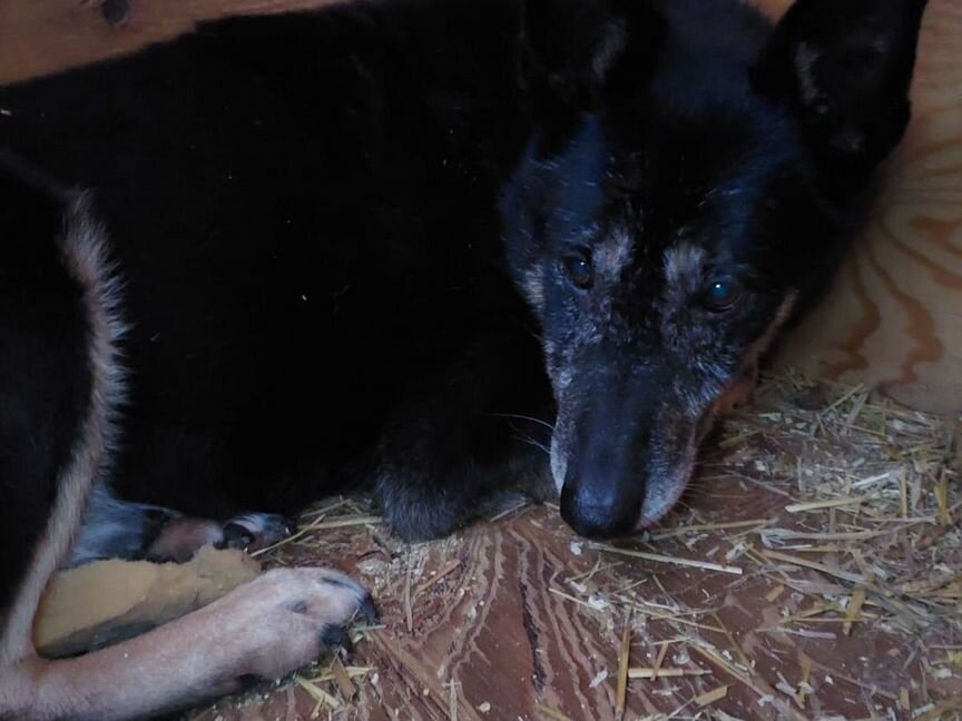 Чернышу из приюта живется очень тяжело