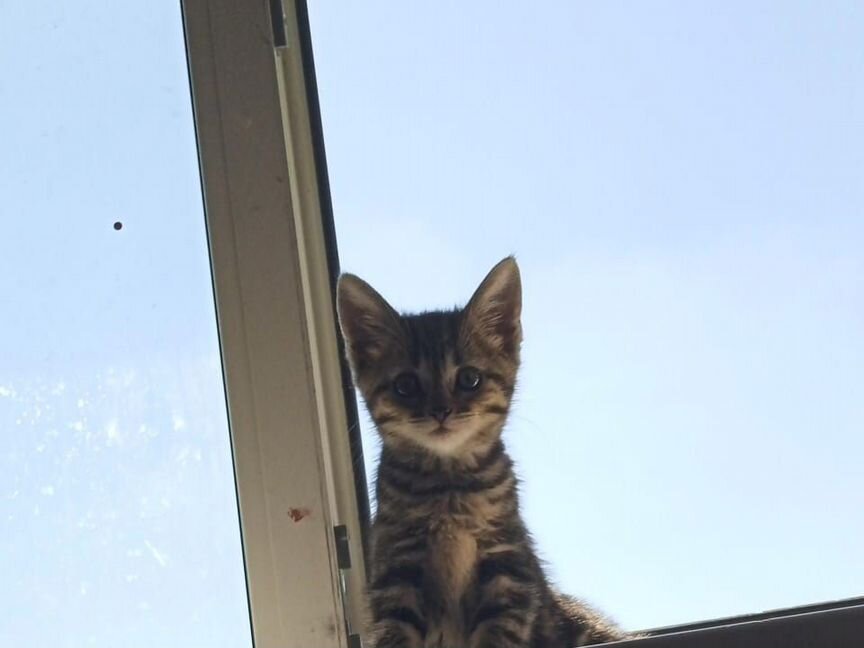 Котята в добрые ручки