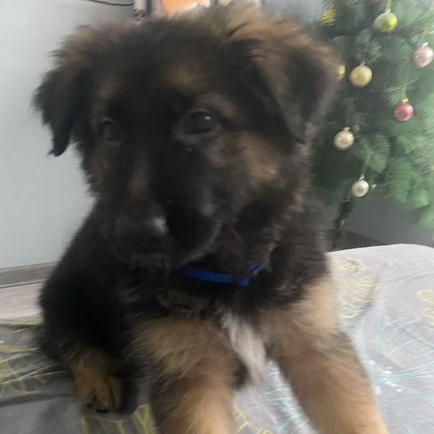 Немецкая овчарка, щенок