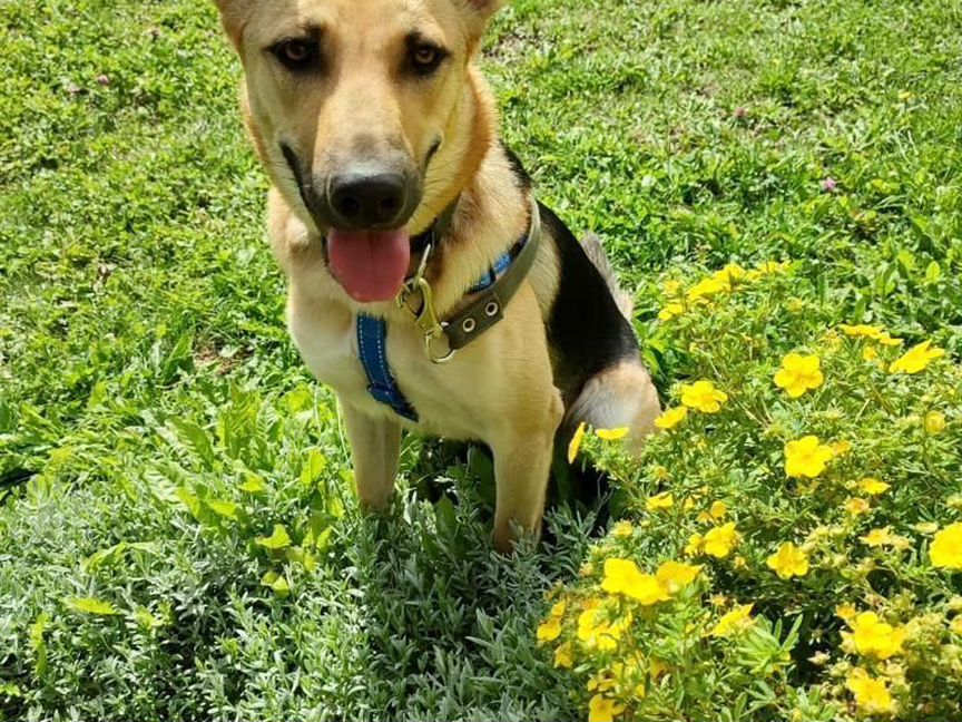 Юная собачка Дина в добрые руки