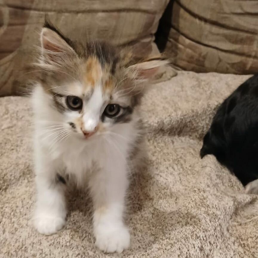 Отдам котенка (кошечку)в добрые руки