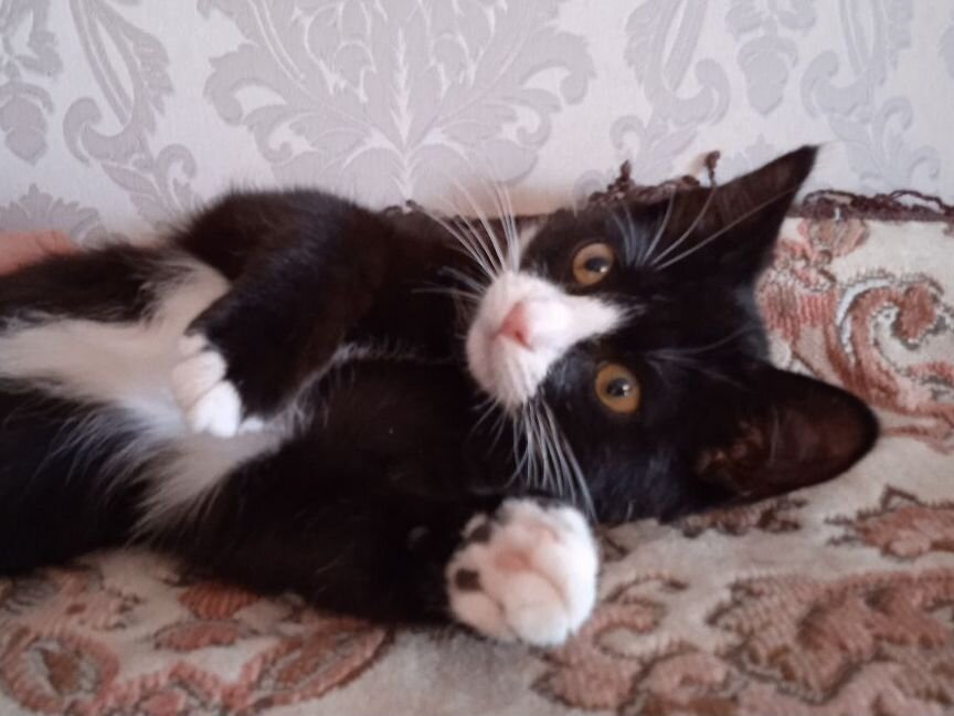 Котенок в добрые руки