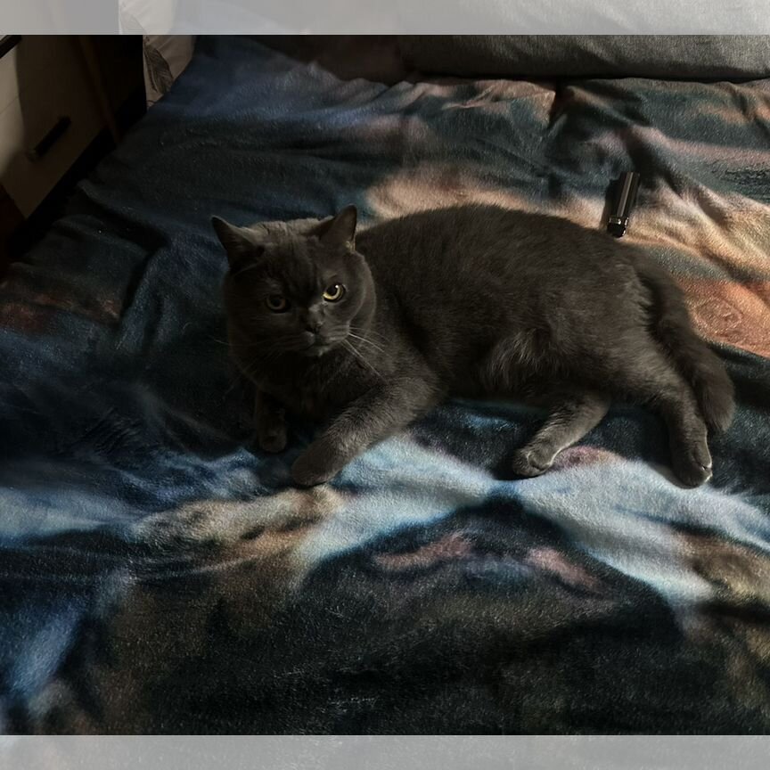 Британский короткошёрстный кот, взрослый