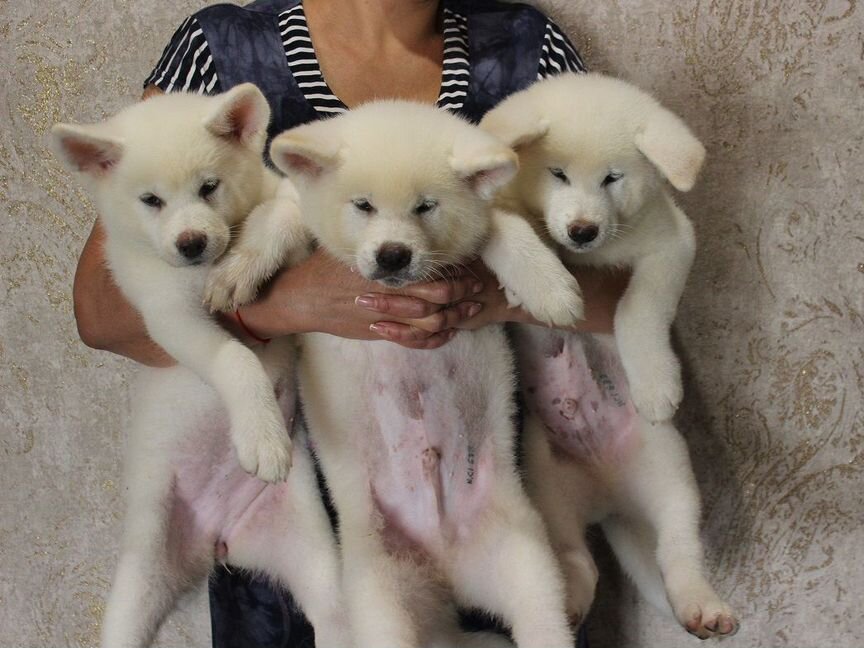 Щенки акита-ину Японская