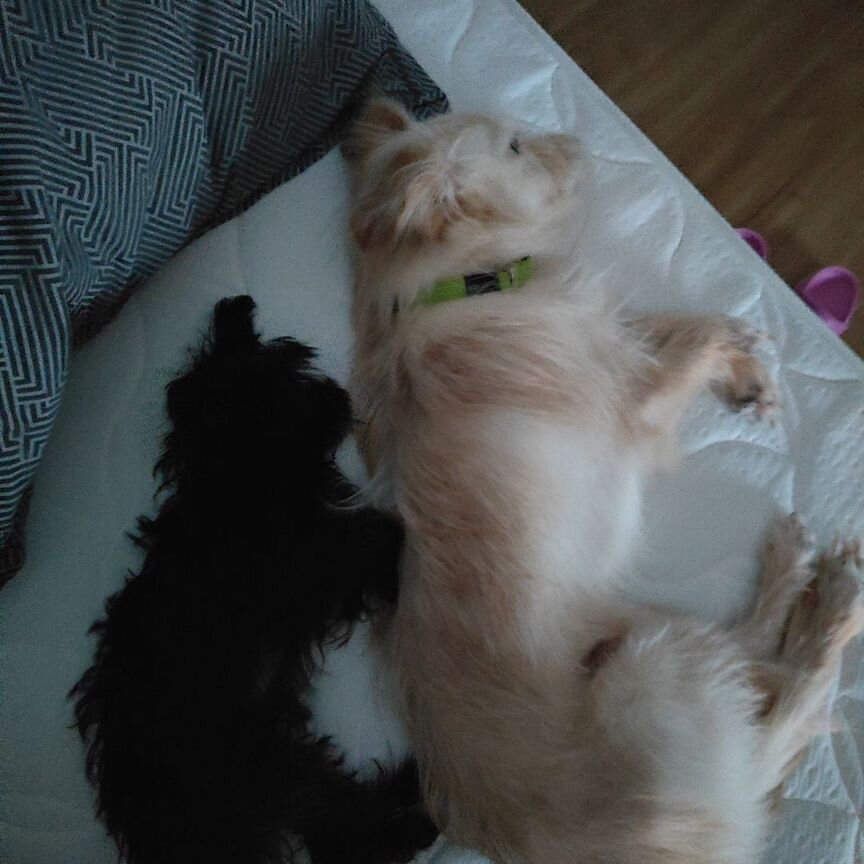 Отдам собаку болонка с корге