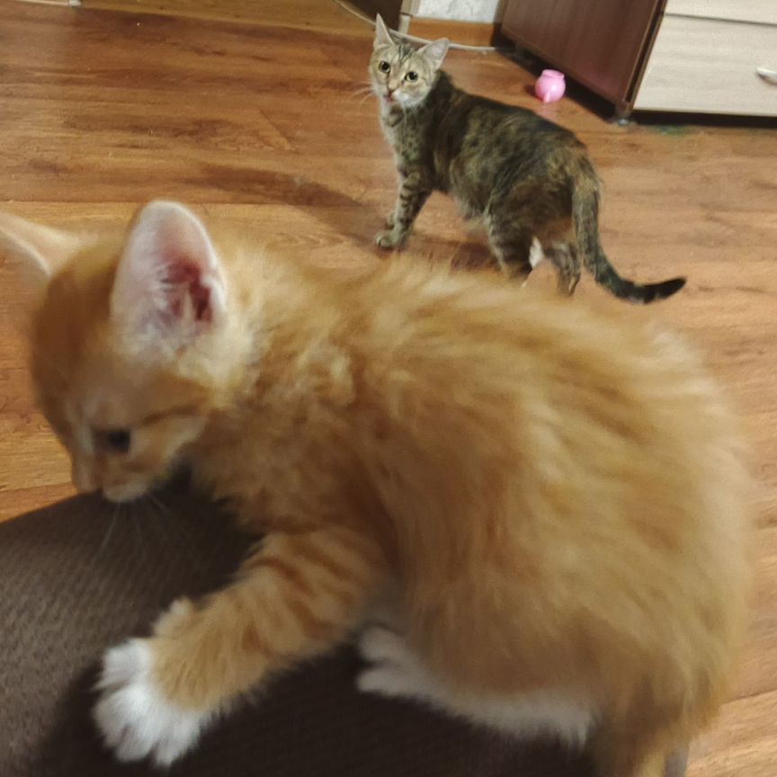 Сибирский котёнок