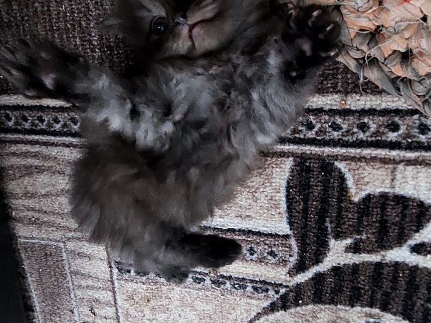 Британские котята