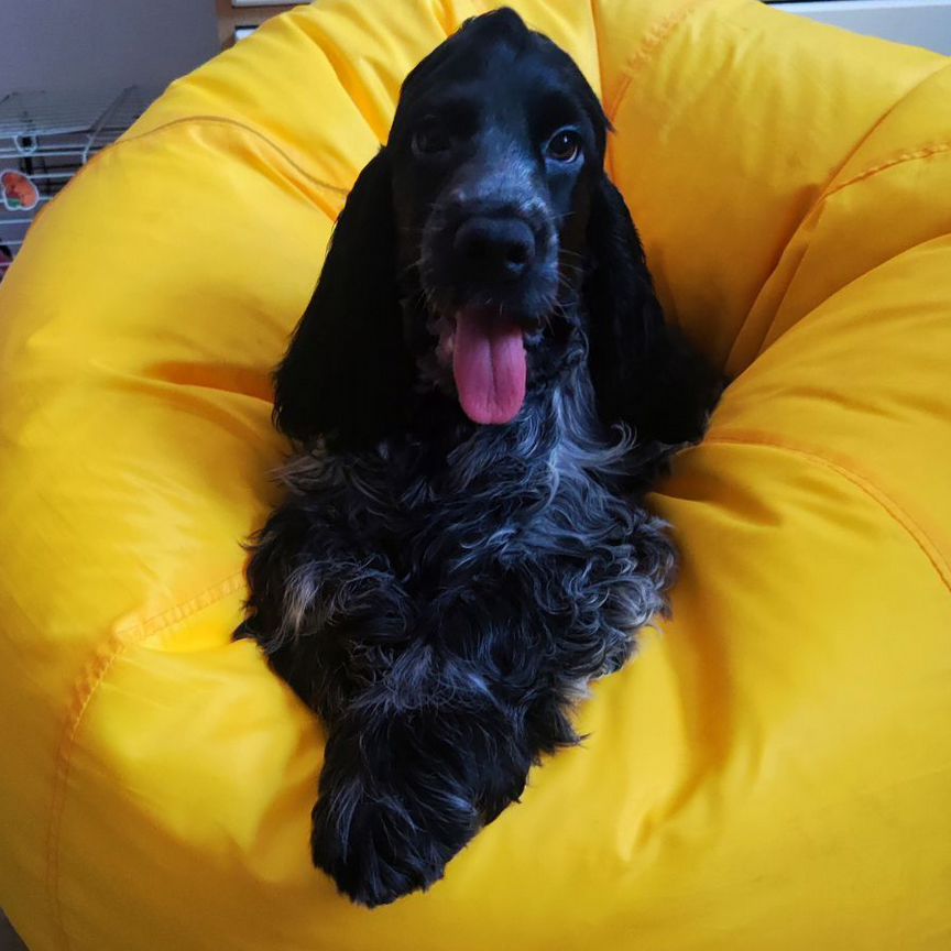 Английский кокер-спаниель, щенок