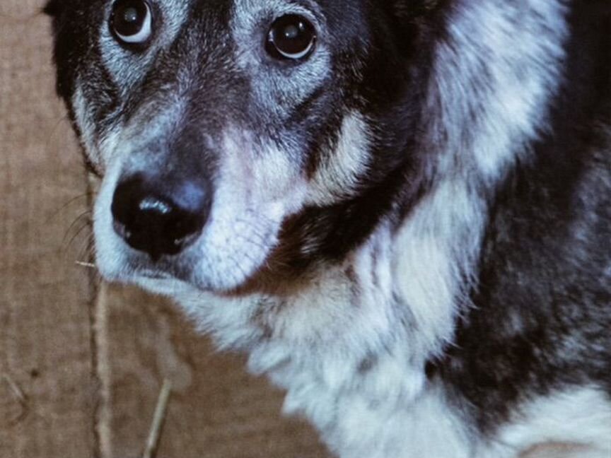 Собака в добрые руки