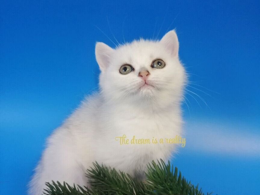 Котёнок, Серебристая Шиншилла