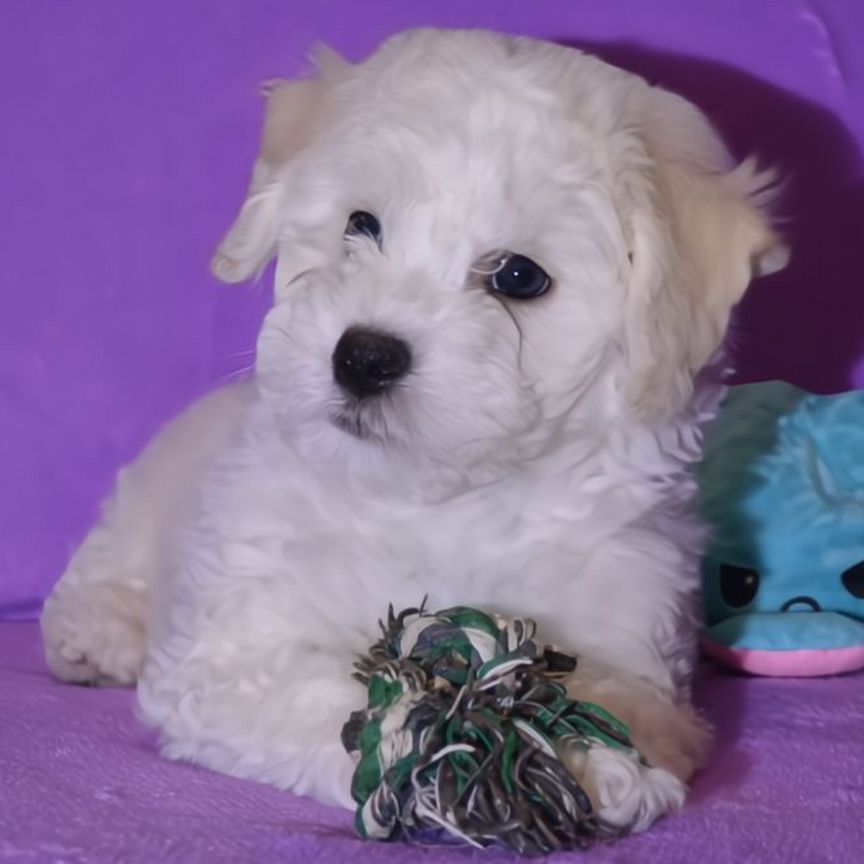 Бишон фризе, щенок