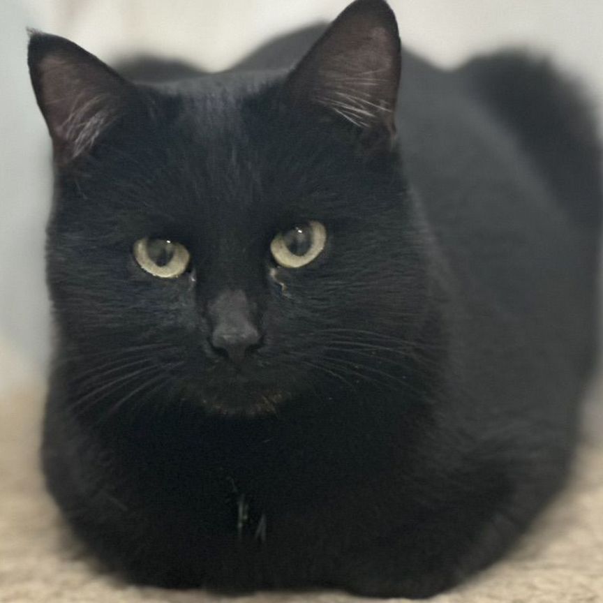 Взрослая кошка в добрые руки