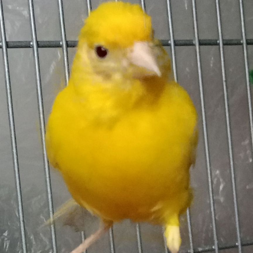 Канарейка самочка