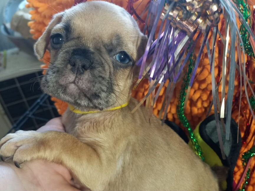 Французский бульдог щенки