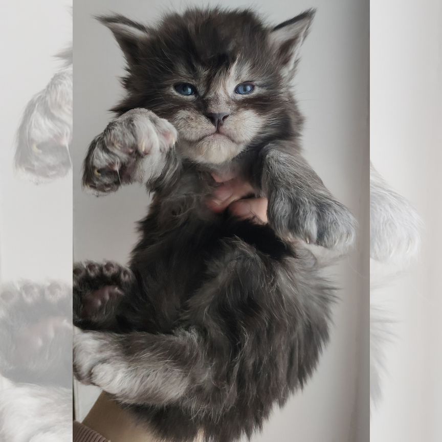 Мейн-кун котёнок