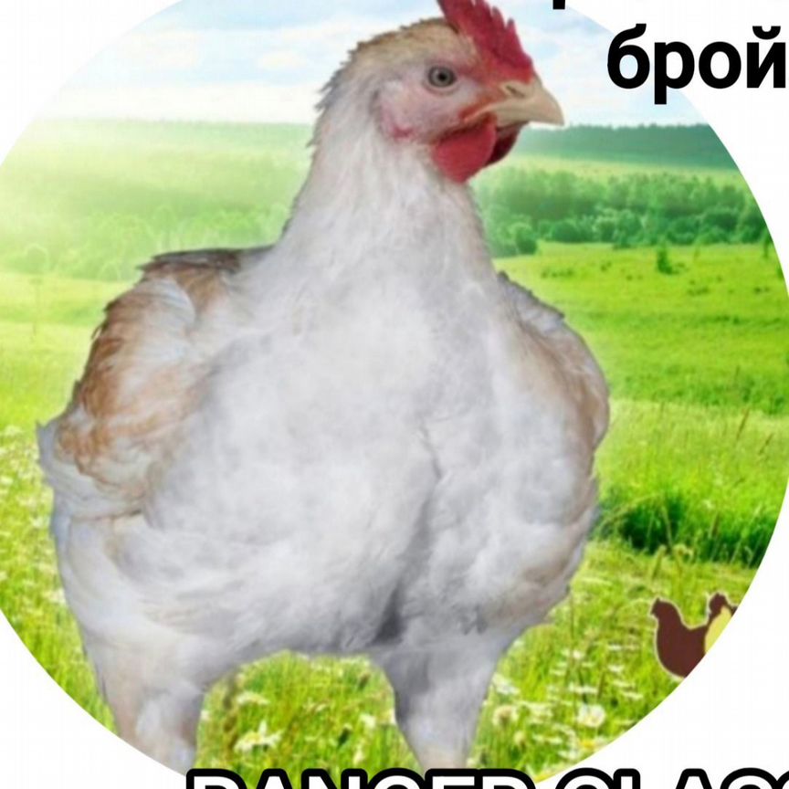 Цветной бройлер. инкубационное яйцо и цыплята