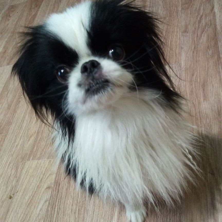 Пекинес, взрослый пёс