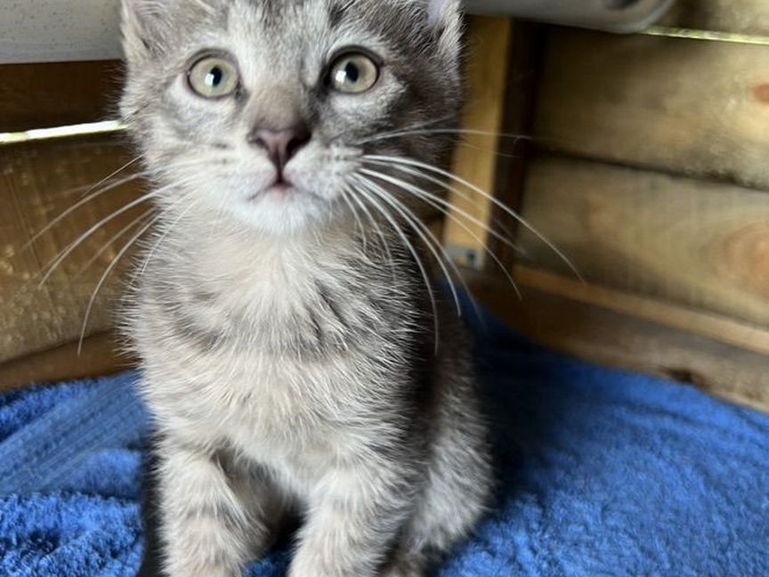 Котёнок мальчик в добрые руки