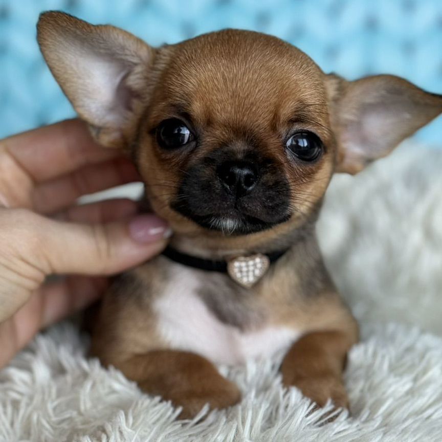 Чихуахуа мальчик