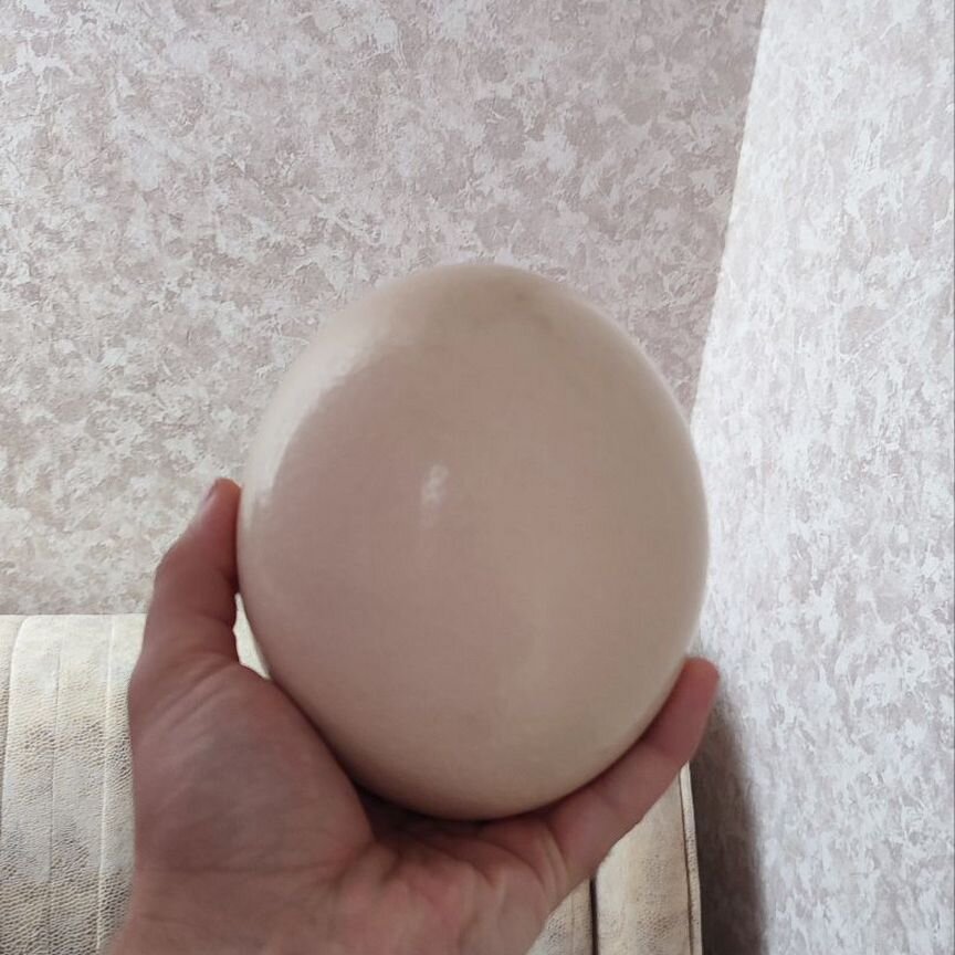 Страусиное яйцо