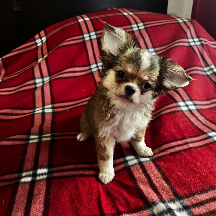 Щенки чихуахуа девочки