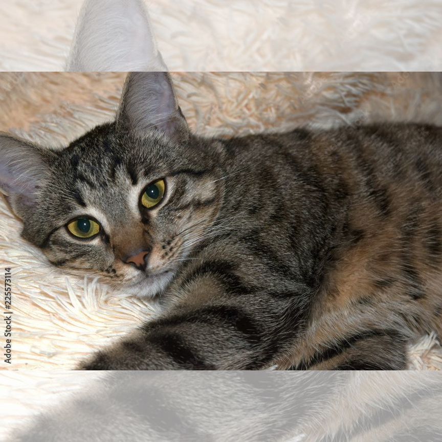 Взрослая кошка в добрые руки