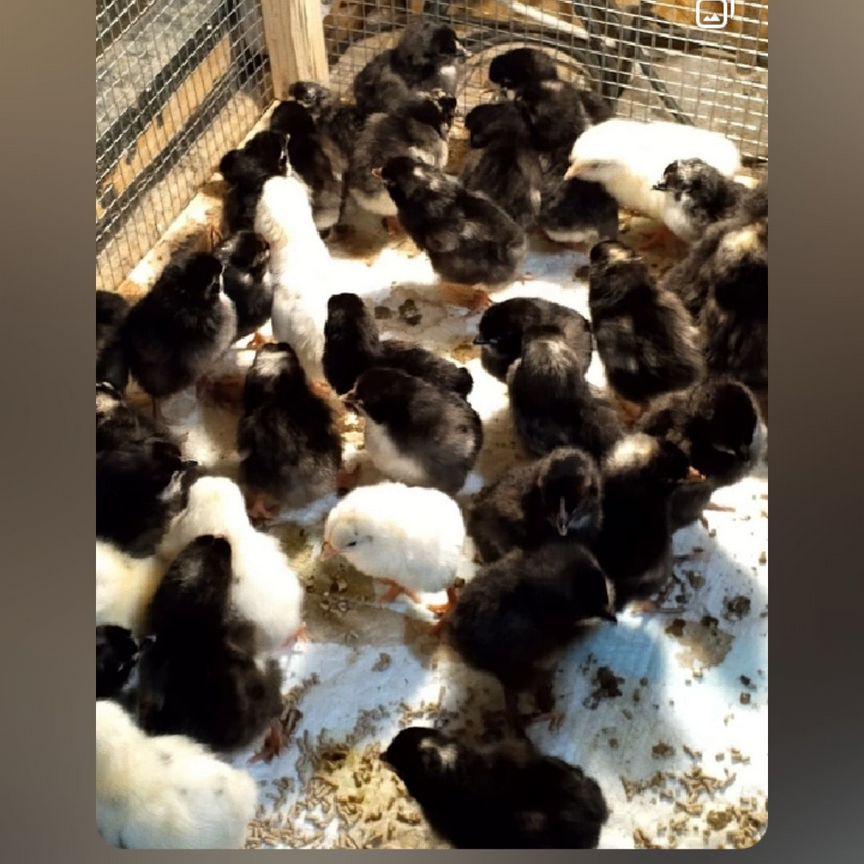 Продам цыплят несушек (доминанты)