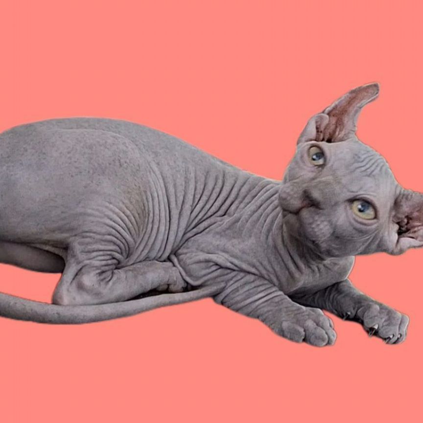 Эльф мальчик