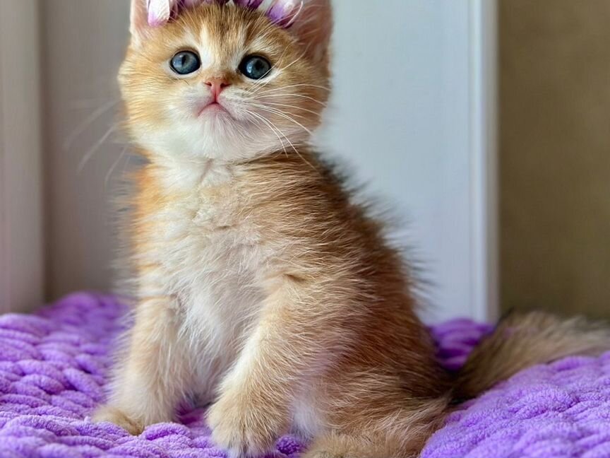 Очень миловидная и яркая кошечка золотая шиншилла