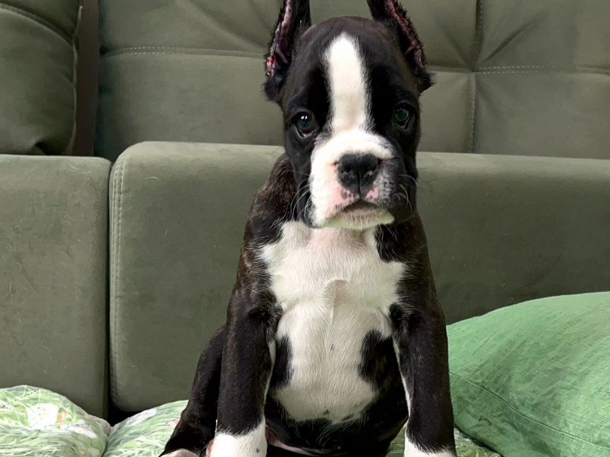 Щенок боксера мальчик