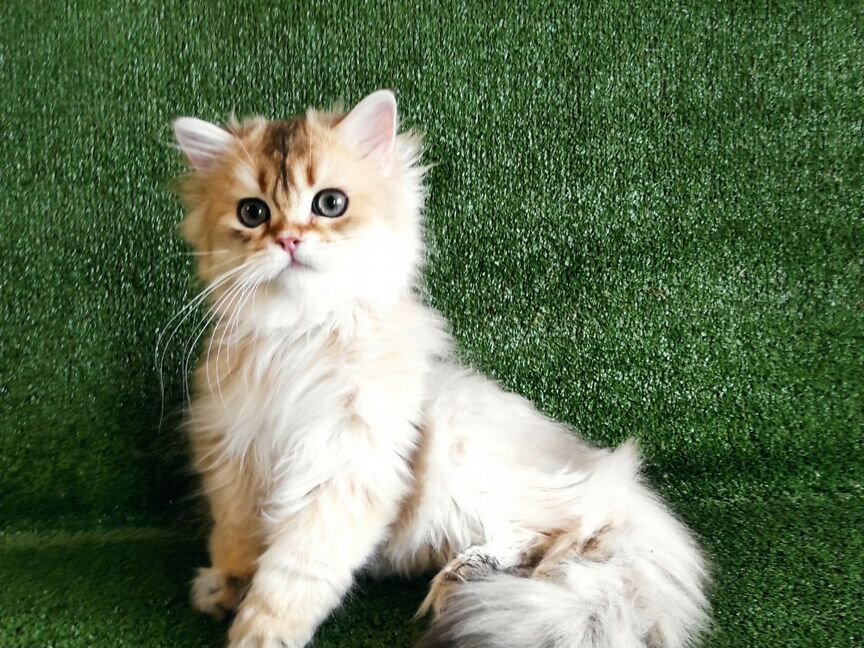 Британский длинношерстный котенок