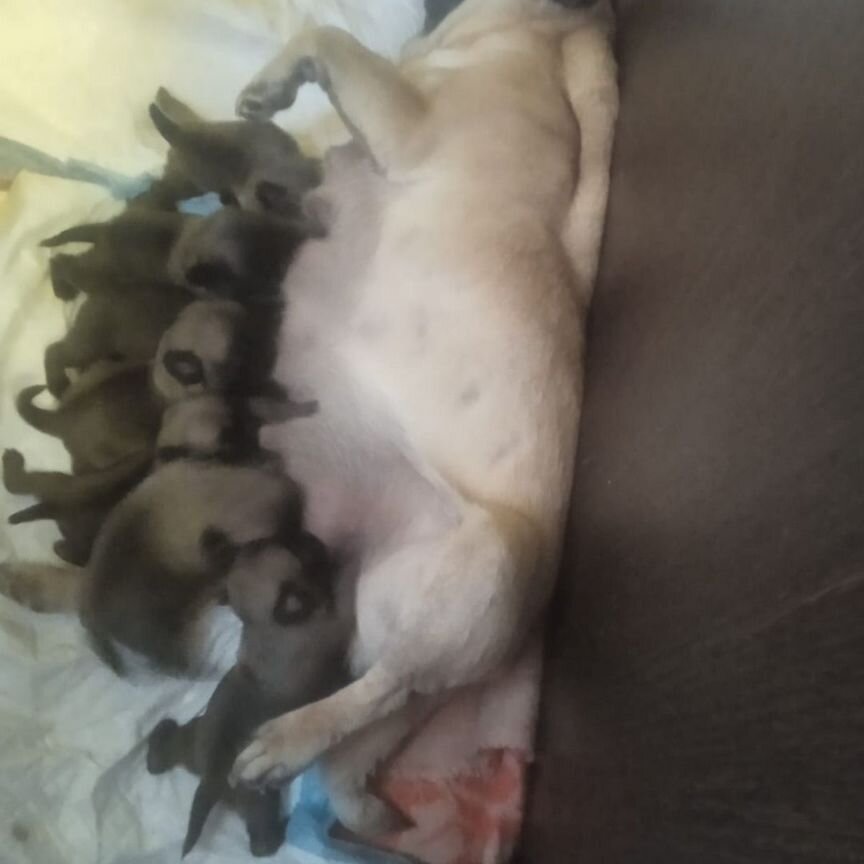 Щенки (описание)