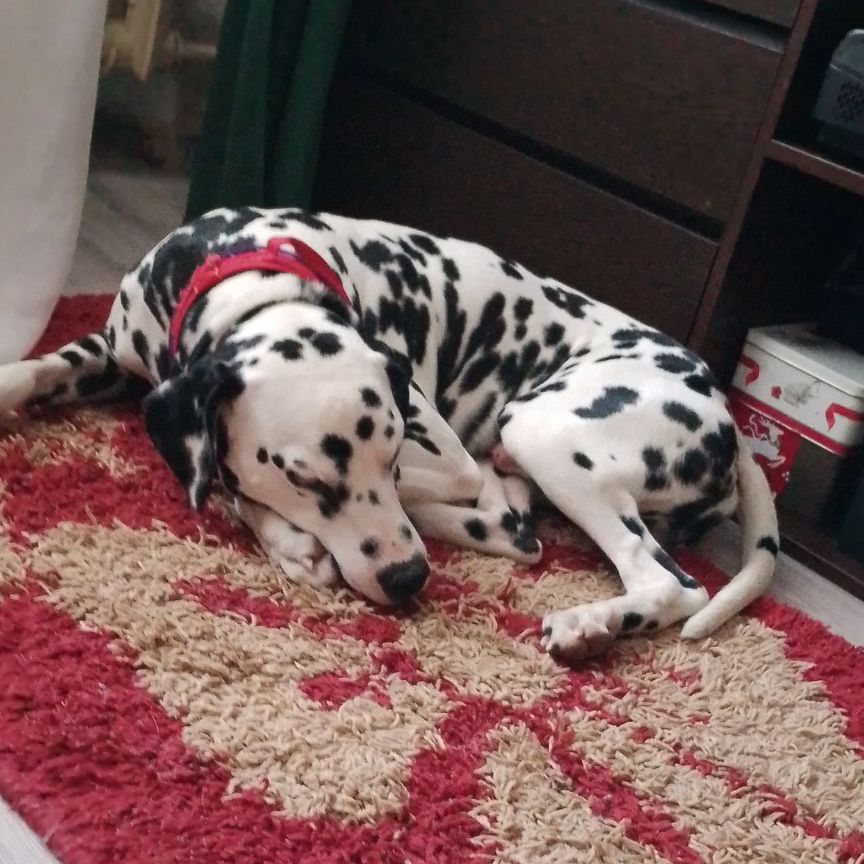Далматин, щенок