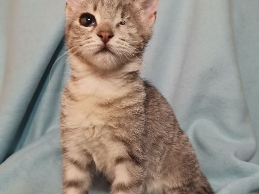 Я Мия, Я хочу к тебе мама