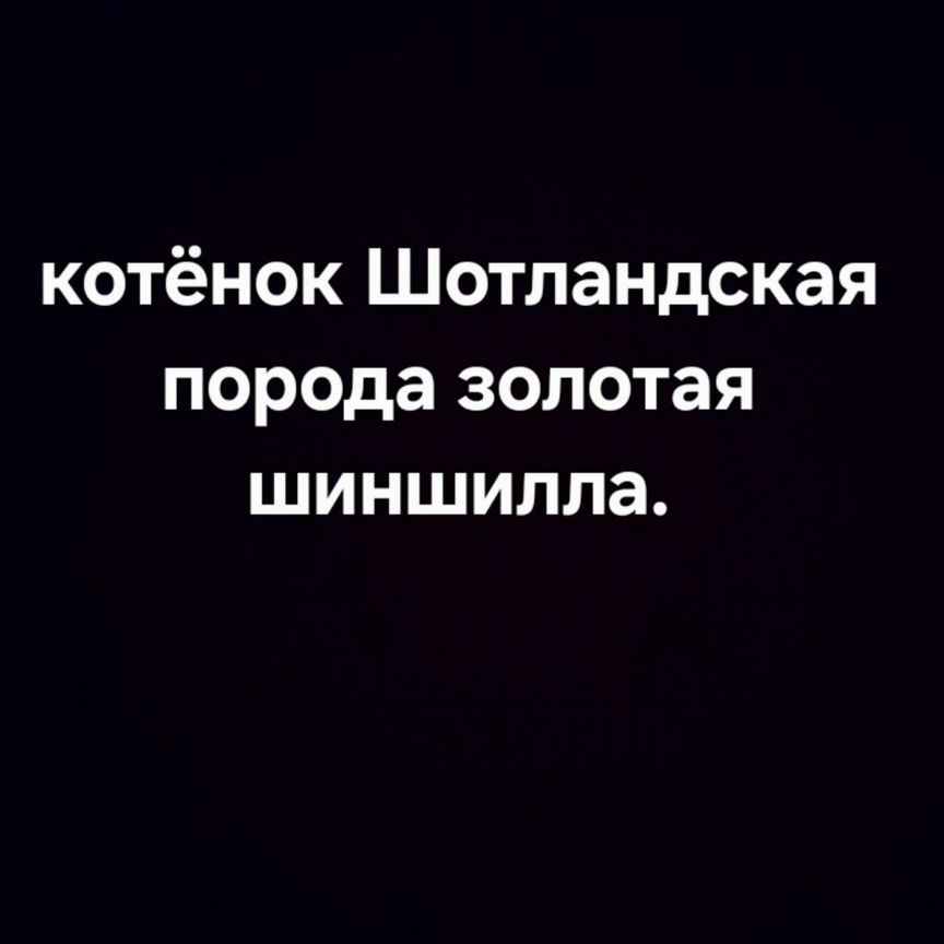 Шотландский вислоухий котята белый