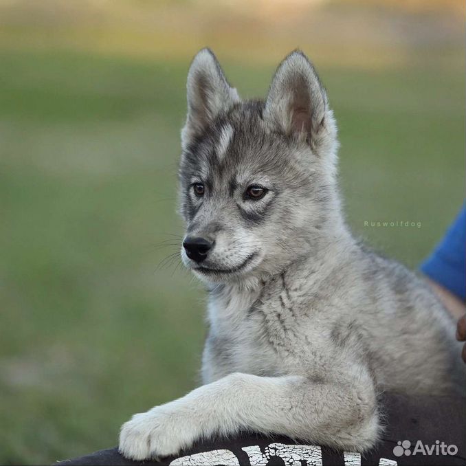 Мальчик волкособа