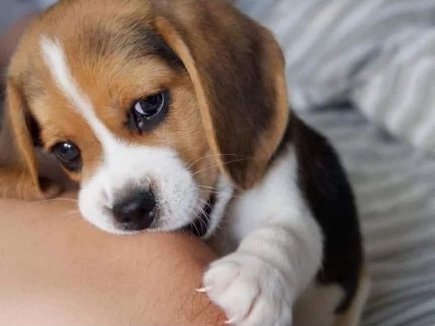 Щенки бигль с документами