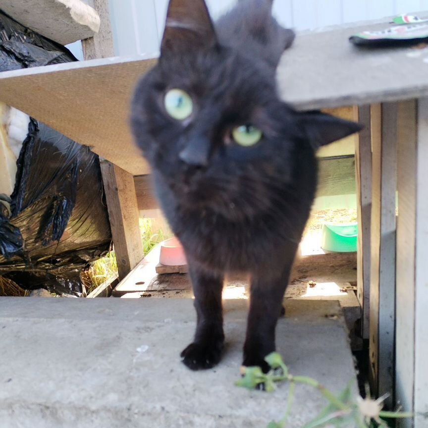 Ласковая Ночка хочет найти себе дом