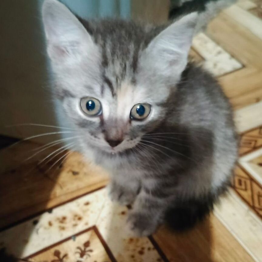 Котята в добрые руки бесплатно